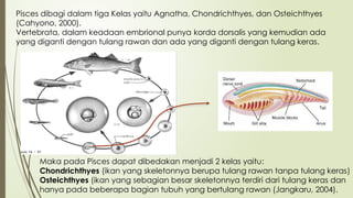 6. Chondrichthyes dan Osteichthyes pada ikan.pptx