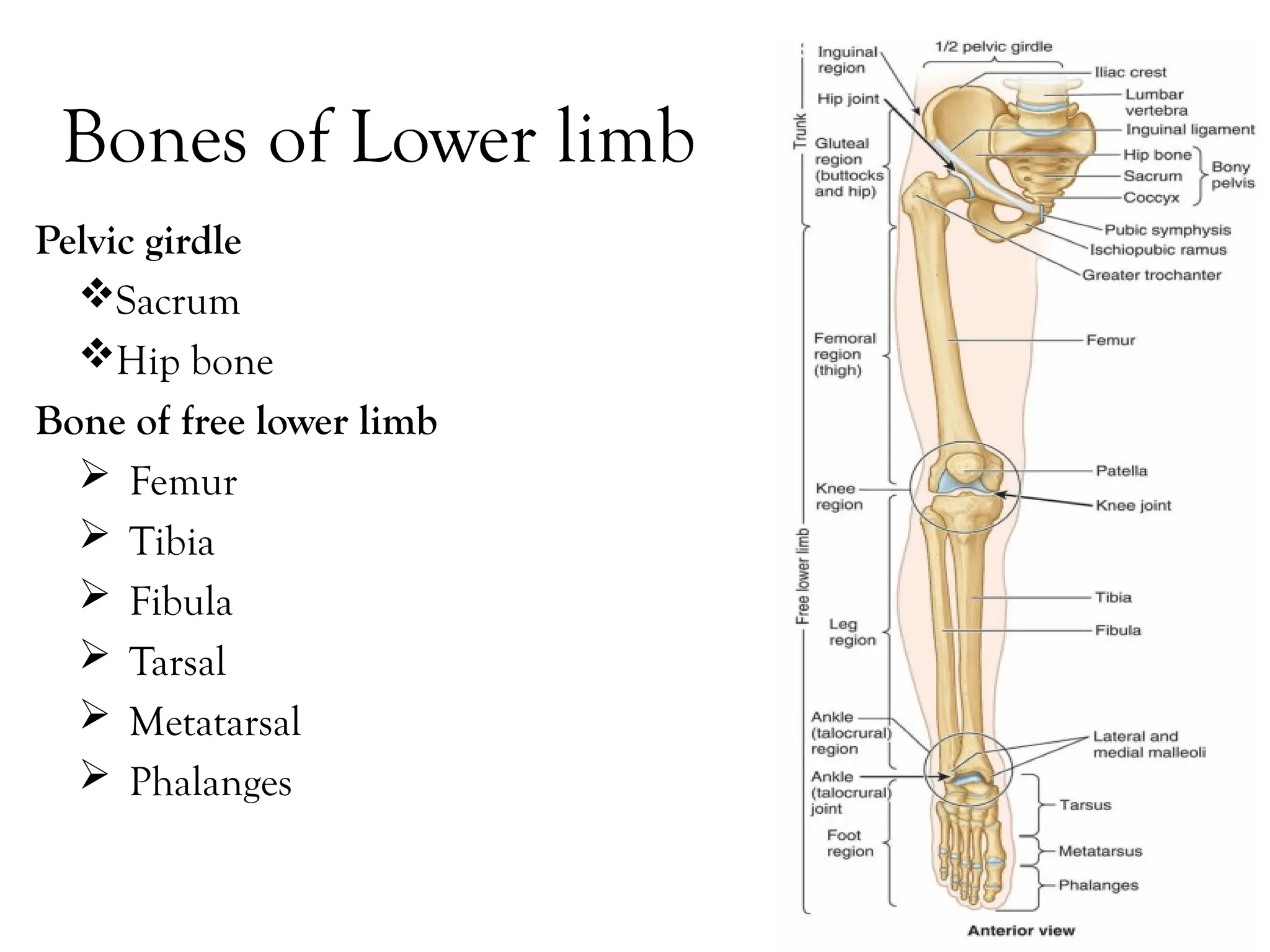 6. Lower Limb musculoskeletal system .pptx