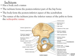 6. Lower Limb musculoskeletal system .pptx