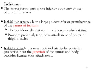 6. Lower Limb musculoskeletal system .pptx
