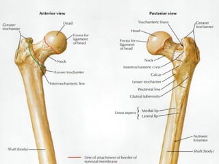 6. Lower Limb musculoskeletal system .pptx