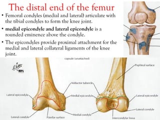 6. Lower Limb musculoskeletal system .pptx