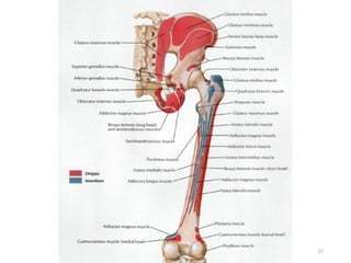 6. Lower Limb musculoskeletal system .pptx