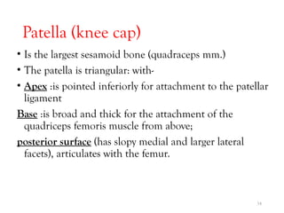 6. Lower Limb musculoskeletal system .pptx