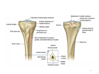 6. Lower Limb musculoskeletal system .pptx