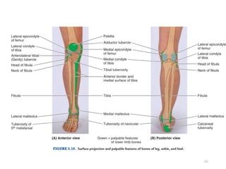 6. Lower Limb musculoskeletal system .pptx