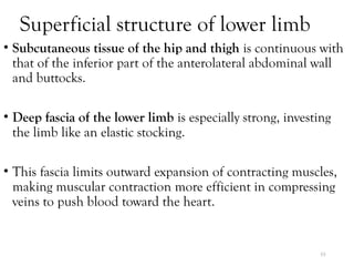 6. Lower Limb musculoskeletal system .pptx