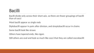 6. Size Shape and Arrangement of Bacteria.pptx