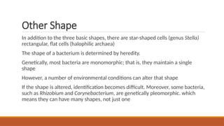 6. Size Shape and Arrangement of Bacteria.pptx