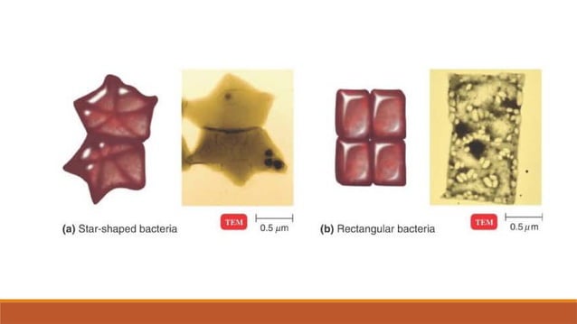 6. Size Shape and Arrangement of Bacteria.pptx