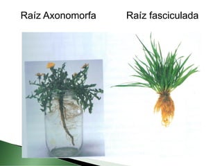 6. Raíz Tallo y Hojas. Cultivos agricolas .pdf