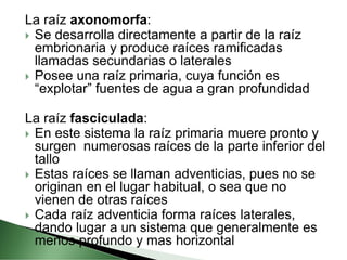 6. Raíz Tallo y Hojas. Cultivos agricolas .pdf