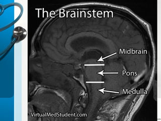 neuroanatomy of brainstem: pons, medulla and midbrain | PPTX
