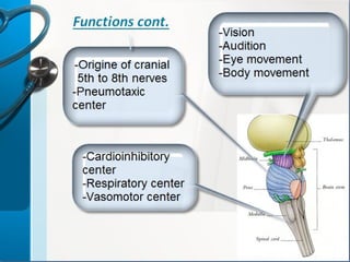 neuroanatomy of brainstem: pons, medulla and midbrain | PPTX