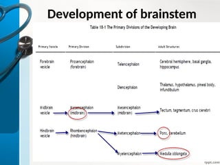 neuroanatomy of brainstem: pons, medulla and midbrain | PPTX