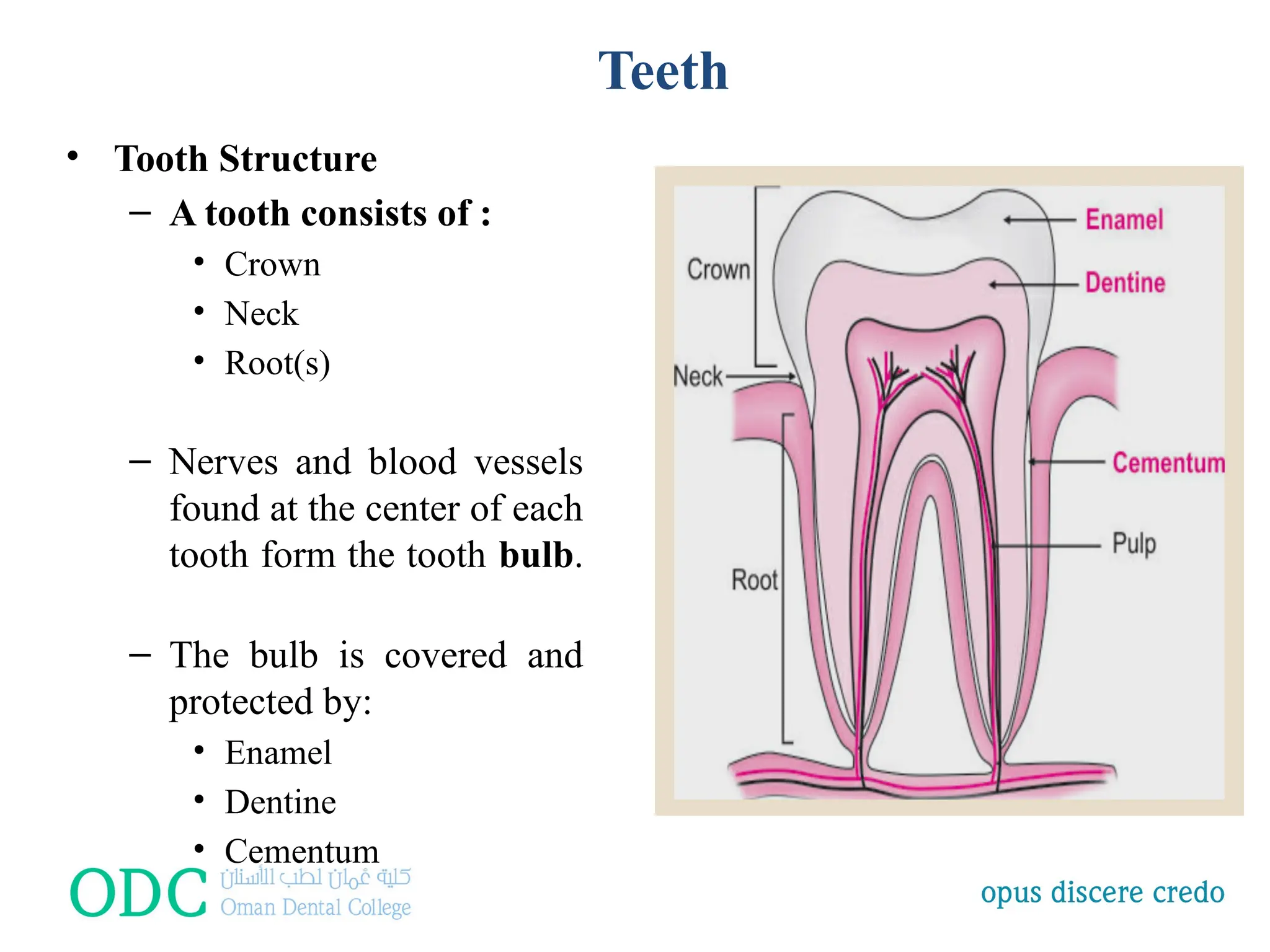 6. introduction Bone and Teeth Metabolism 2.pptx