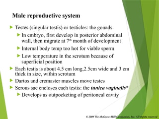 6.The Reproductive System@Qazi_Pedia.pptx