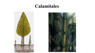 equisetum diversity of vascular plants.pptx