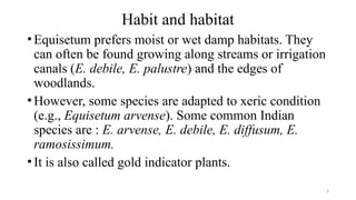 equisetum diversity of vascular plants.pptx