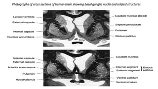 6. The Anatomy of the Basal Ganglia.pptx
