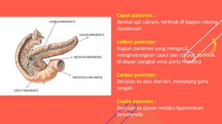 Materi ANATOMI SISTEM ENDOKRIN pada manusia | PPTX