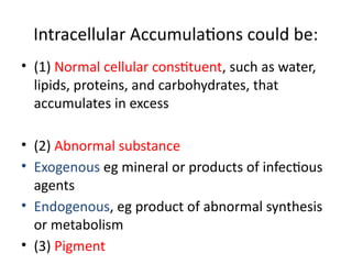 Comprehensive Overview of Intracellular Accumulations in Cells: Types ...