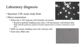 Comprehensive Overview of Opportunistic Infections: Diagnosis ...