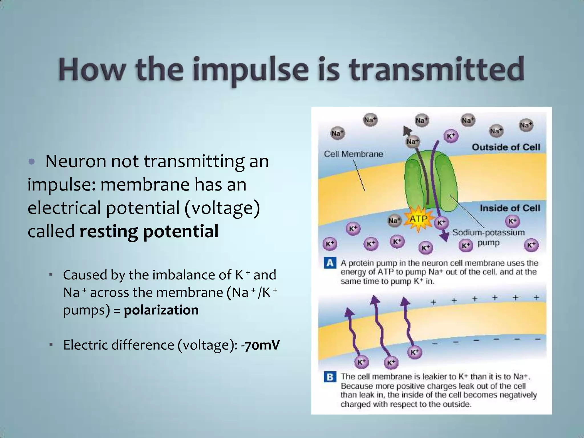 6.5 Nerves, Hormones And Homeostasis PPT | PPTX