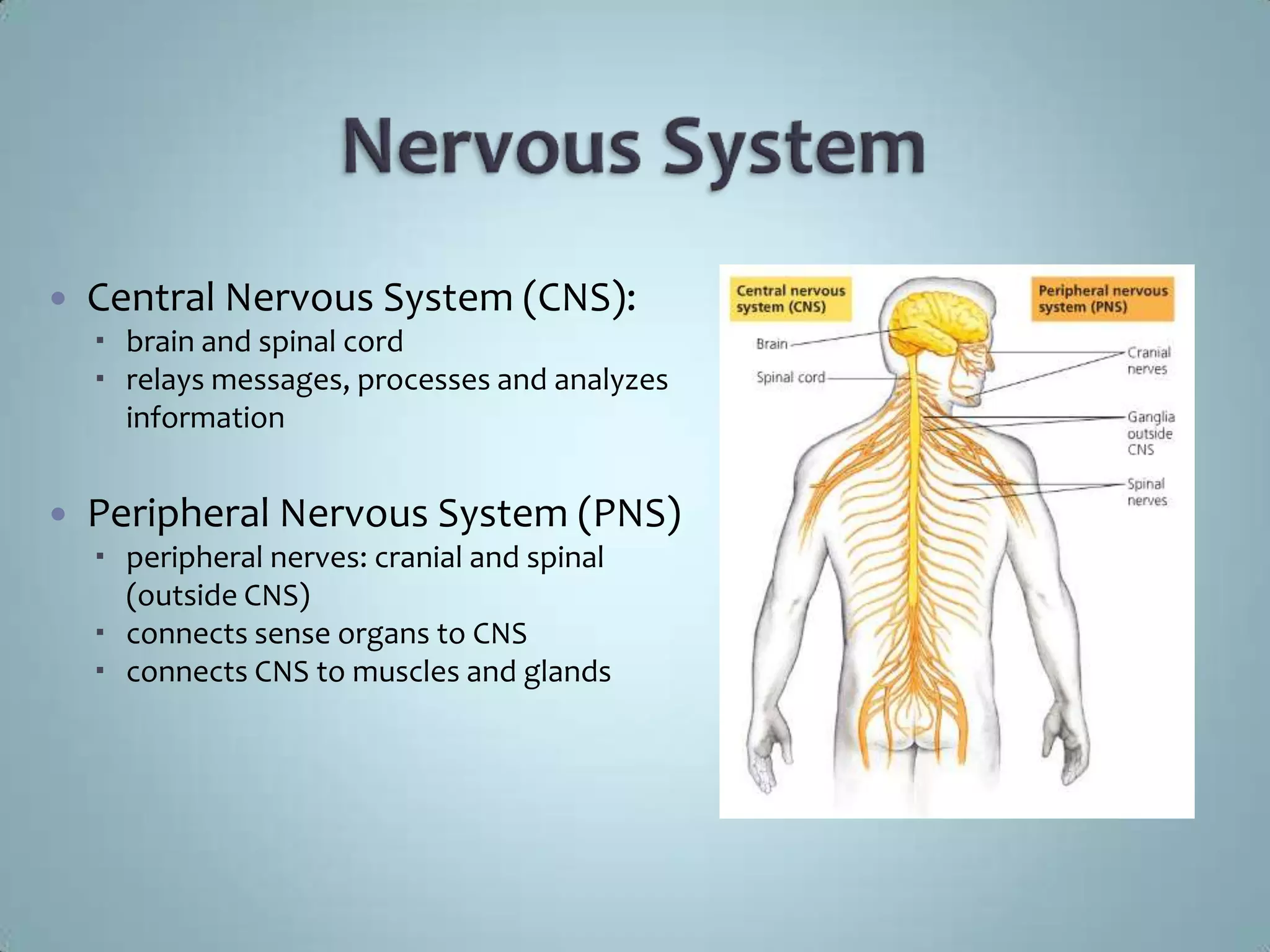 6.5 Nerves, Hormones And Homeostasis PPT | PPTX