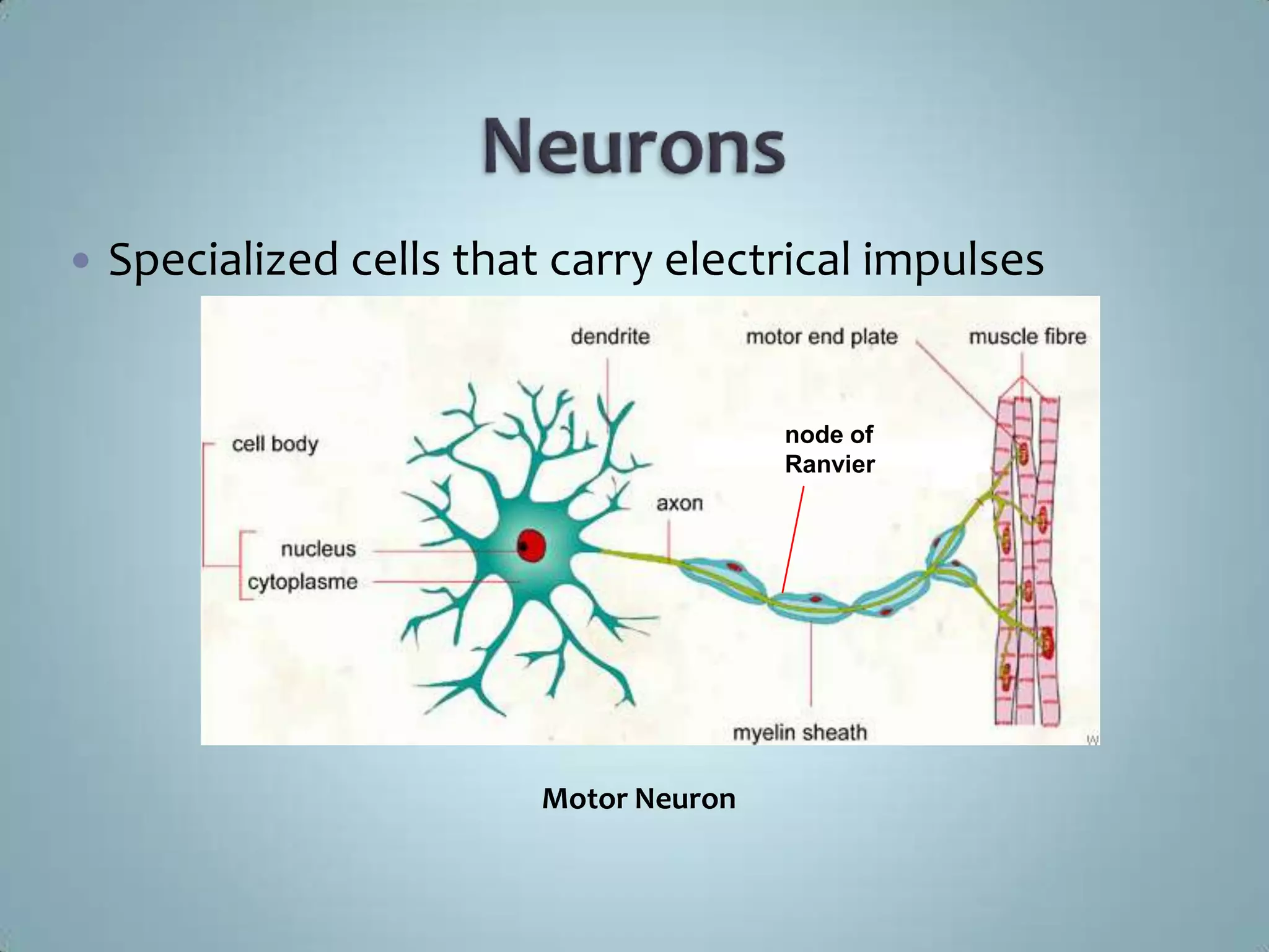 6.5 Nerves, Hormones And Homeostasis PPT | PPTX