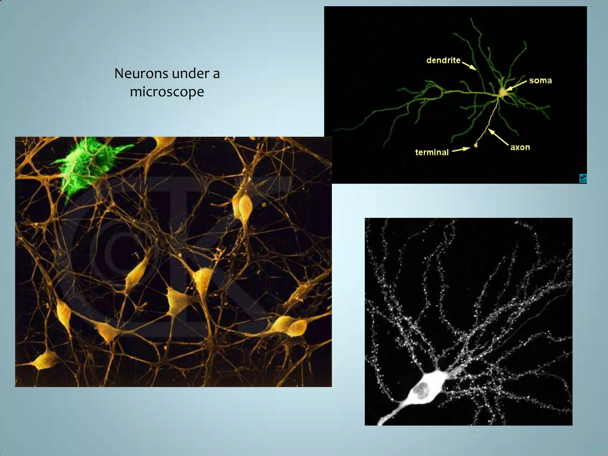 6.5 Nerves, Hormones And Homeostasis PPT | PPTX