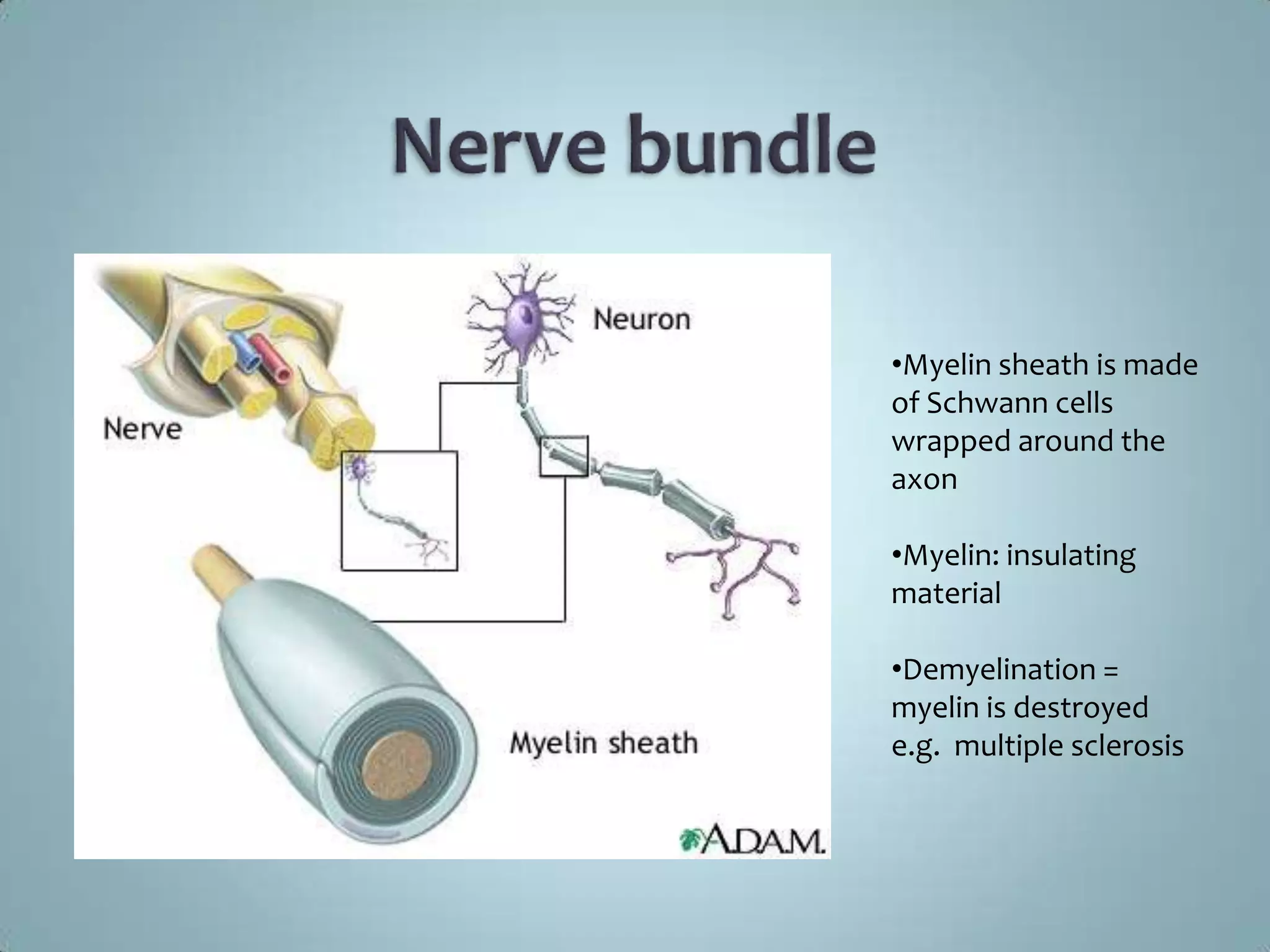 6.5 Nerves, Hormones And Homeostasis PPT | PPTX