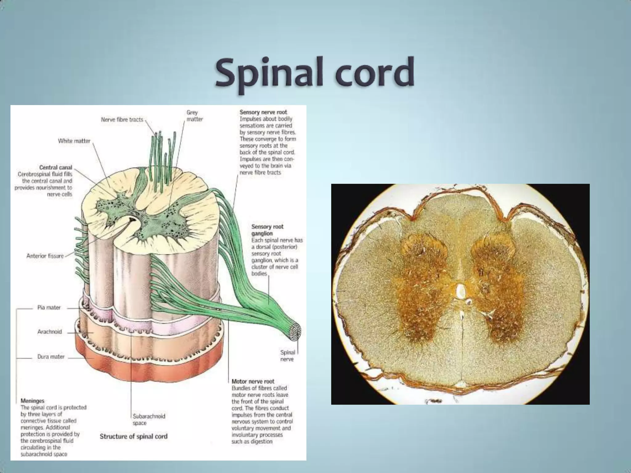 6.5 Nerves, Hormones And Homeostasis PPT | PPTX