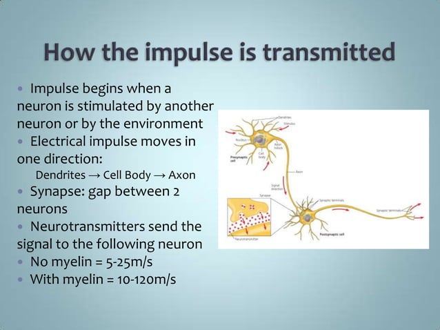 6.5 Nerves, Hormones And Homeostasis PPT | PPTX