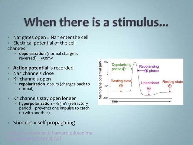 6.5 Nerves, Hormones And Homeostasis PPT | PPTX