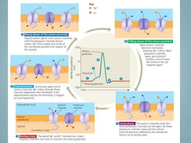 6.5 Nerves, Hormones And Homeostasis PPT | PPTX