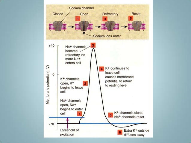 6.5 Nerves, Hormones And Homeostasis PPT | PPTX