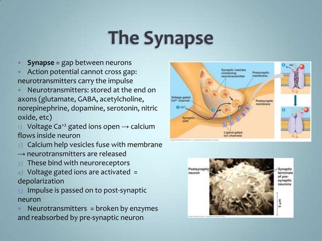 6.5 Nerves, Hormones And Homeostasis PPT | PPTX