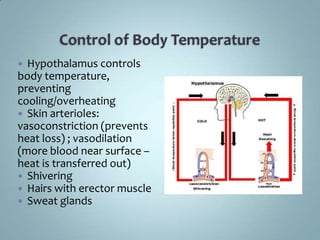 6.5 Nerves, Hormones And Homeostasis PPT | PPTX