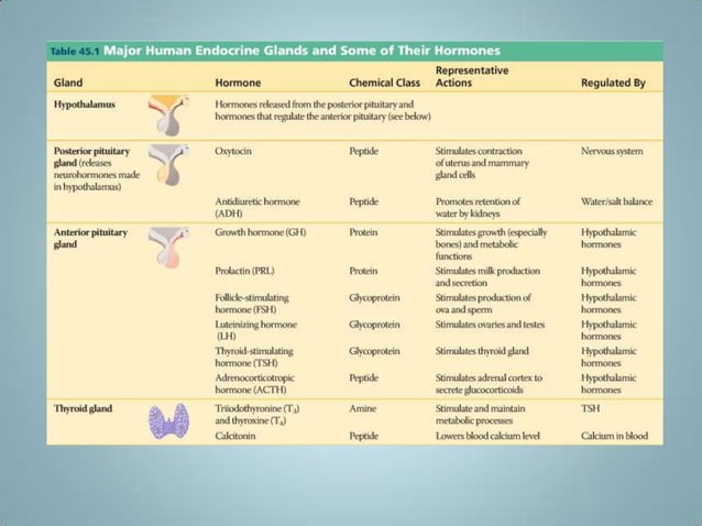 6.5 Nerves, Hormones And Homeostasis PPT | PPTX