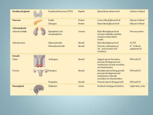 6.5 Nerves, Hormones And Homeostasis PPT | PPTX