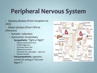 6.5 Nerves, Hormones And Homeostasis PPT | PPTX