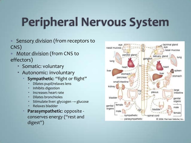 6.5 Nerves, Hormones And Homeostasis PPT | PPTX