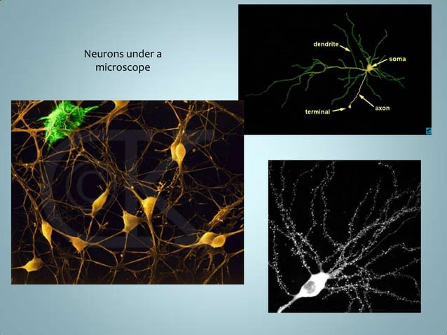 6.5 Nerves, Hormones And Homeostasis PPT | PPTX