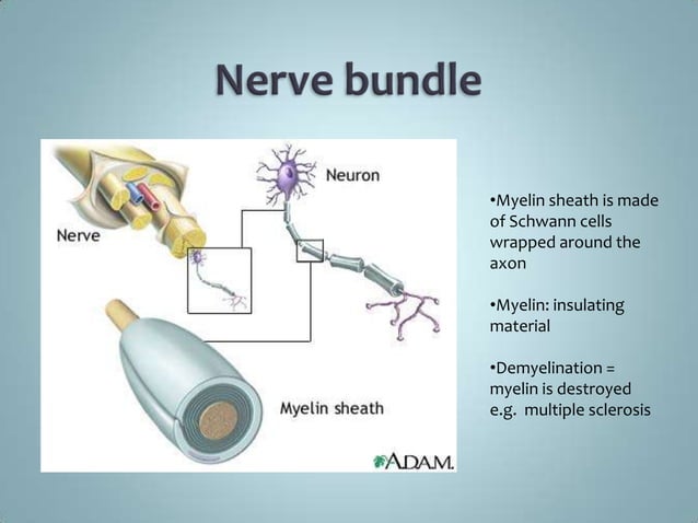 6.5 Nerves, Hormones And Homeostasis PPT | PPTX