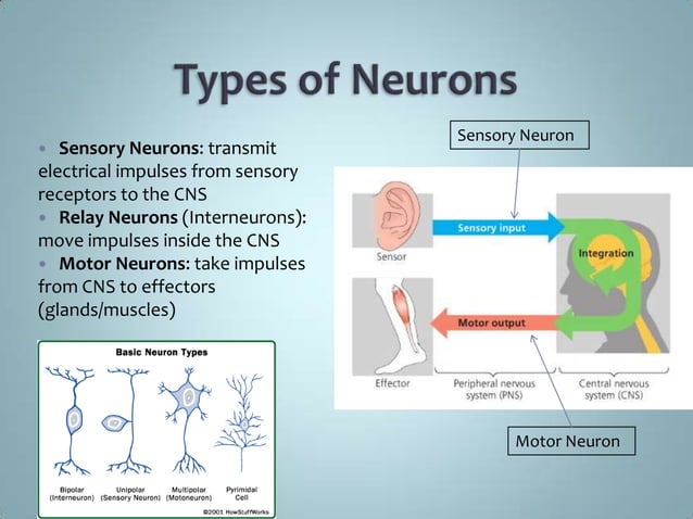 6.5 Nerves, Hormones And Homeostasis PPT | PPTX