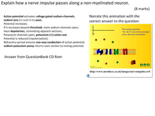 6.5 Nerves, Hormones and Homeostasis | PPTX