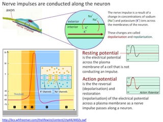 6.5 Nerves, Hormones and Homeostasis | PPTX
