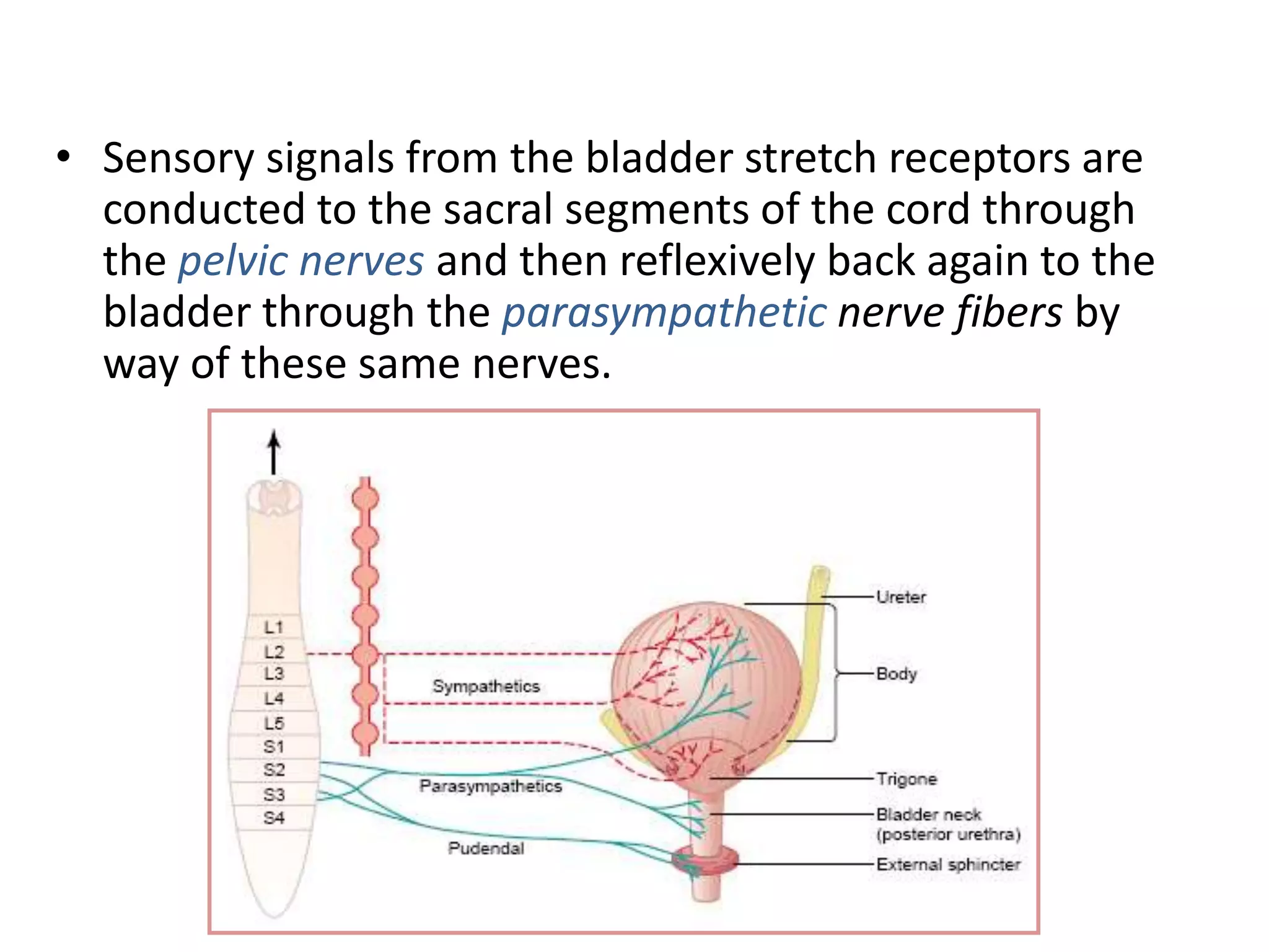 Bladder disorders(neurogenic) | PPTX