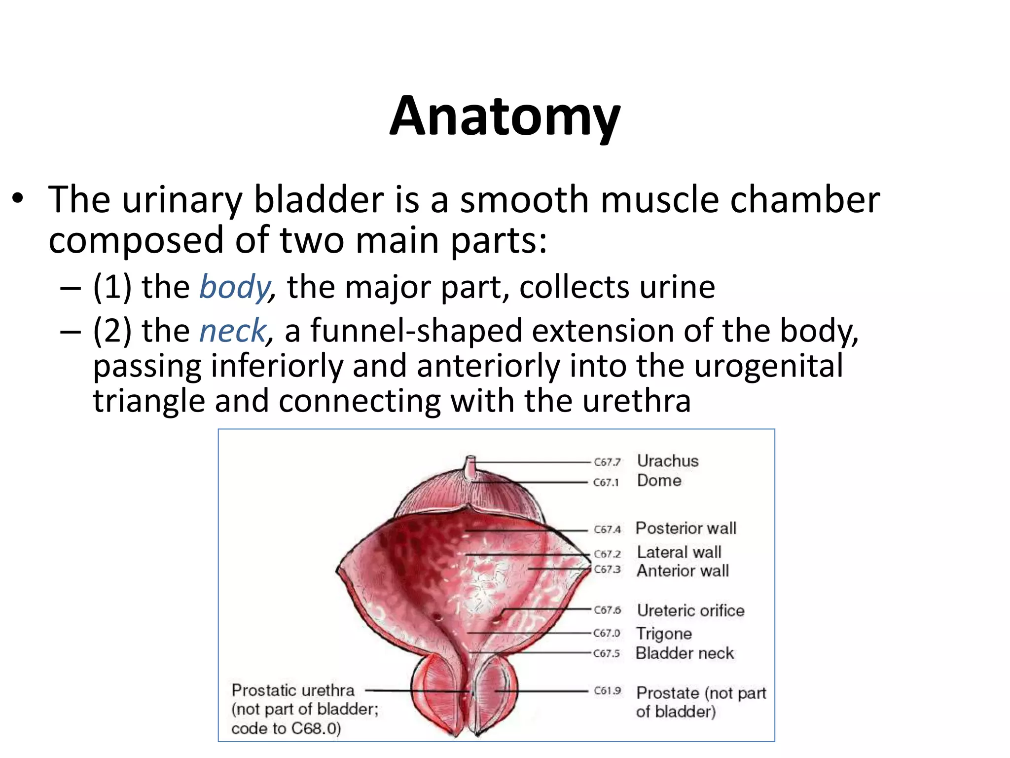 Bladder disorders(neurogenic) | PPTX